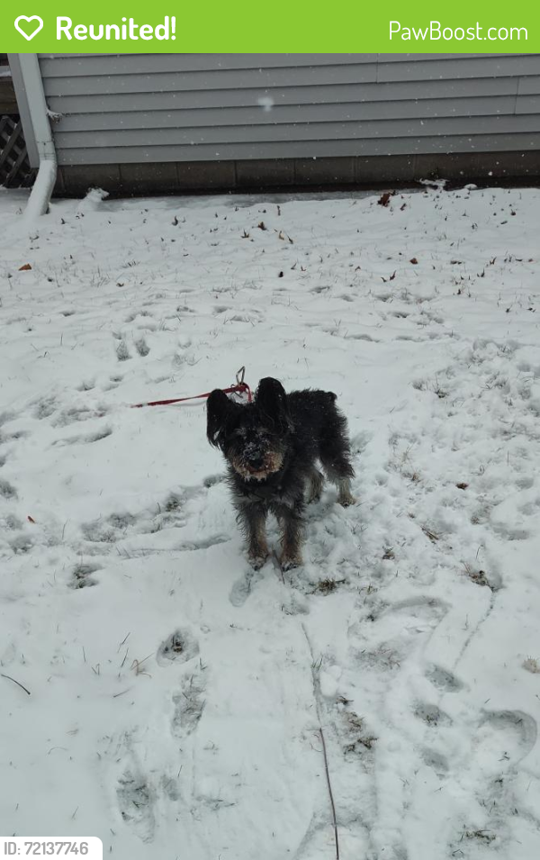 Reunited Male Dog in Saint Paul, MN 55119 (ID: 72137746) | PawBoost