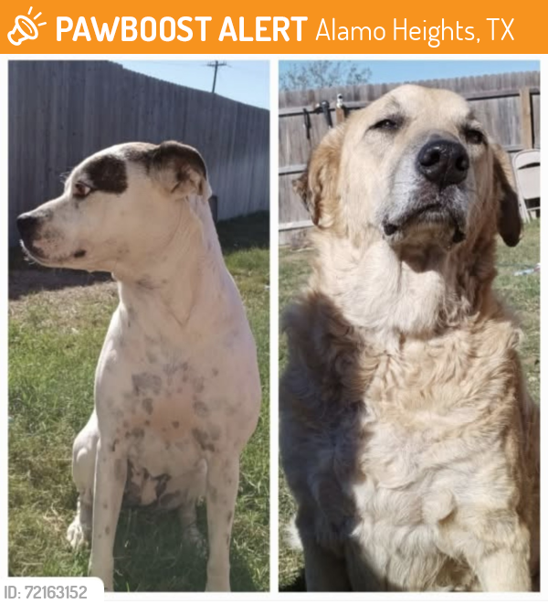 Alamo Heights, TX Stray Female Dog Found Near Near Alamo Heights High ...
