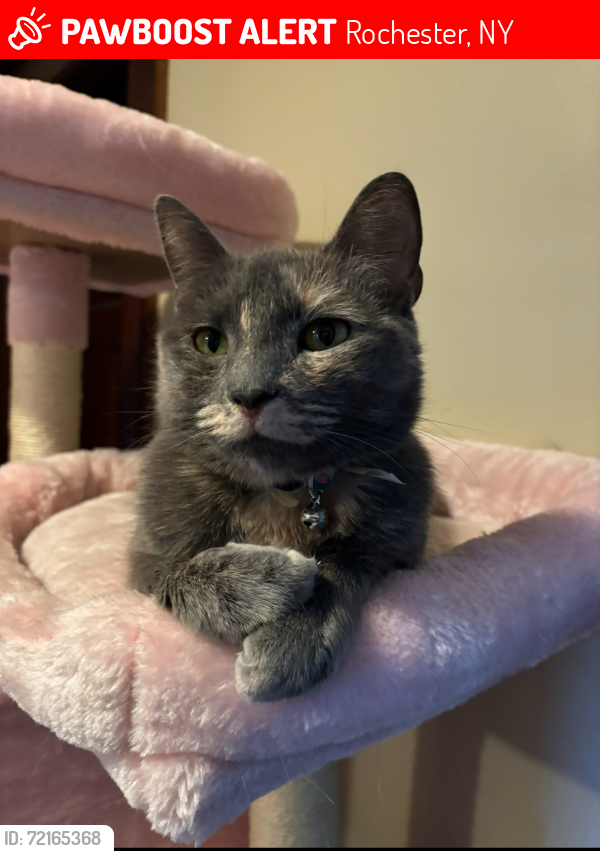 Rochester, NY Lost Female Cat, Whitney (cat) Is Missing | PawBoost