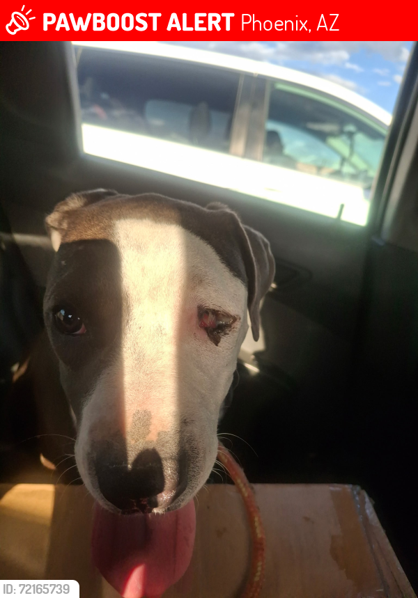 Phoenix, AZ Lost Male Dog, Monster Is Missing | PawBoost