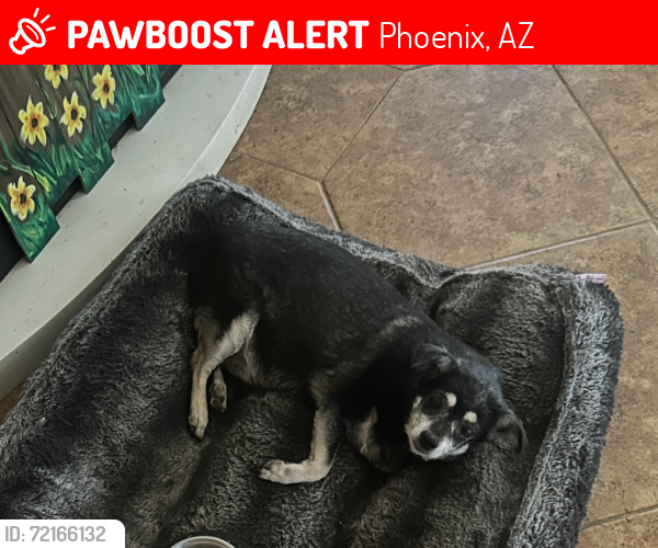 Phoenix, AZ Lost Female Dog, Tina Is Missing | PawBoost