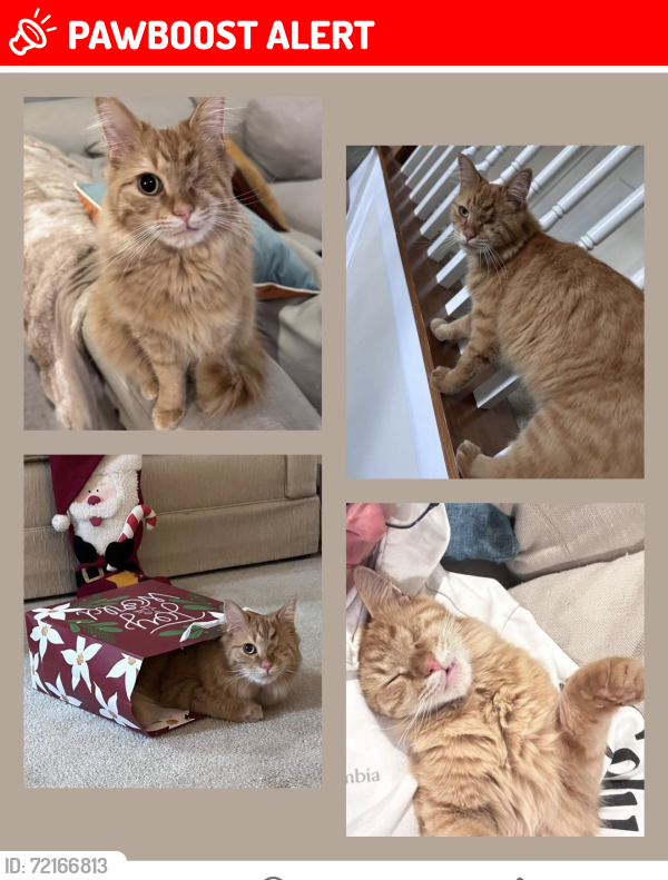West Chester Township, OH Lost Male Cat, Cheeto Is Missing | PawBoost