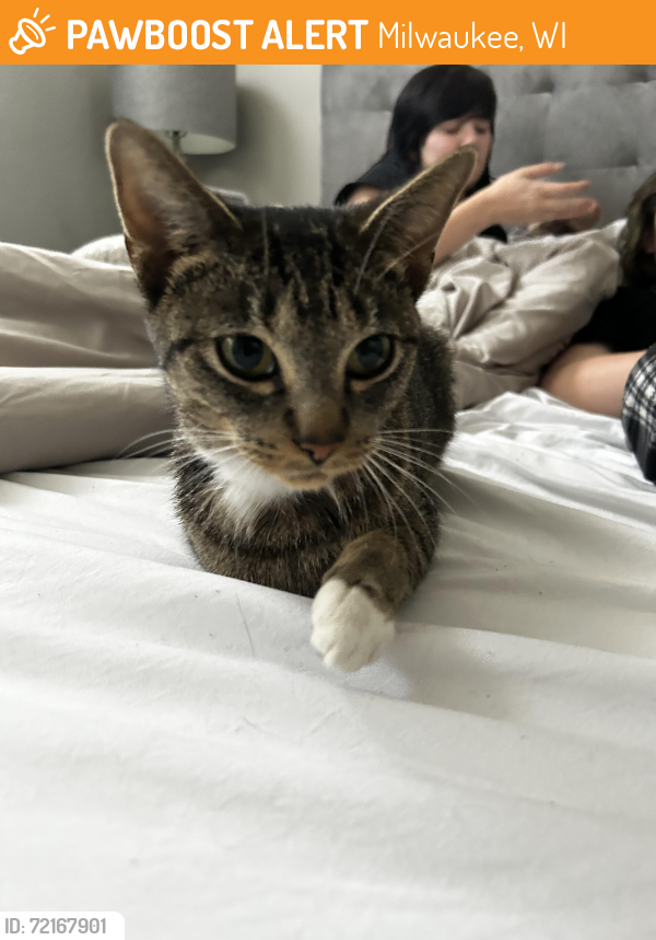 Milwaukee, WI Stray Male Cat Found Near 33rd and Hadley | PawBoost
