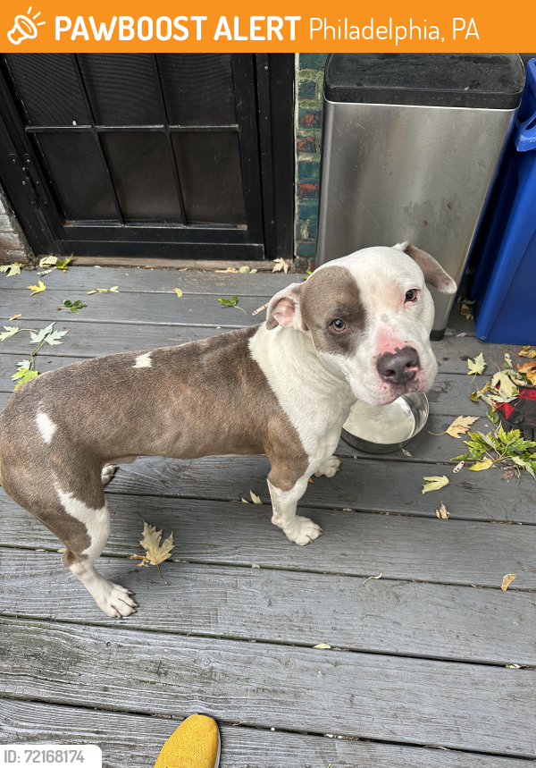 Philadelphia, PA Stray Male Dog Found Near Poplar st and 30th | PawBoost