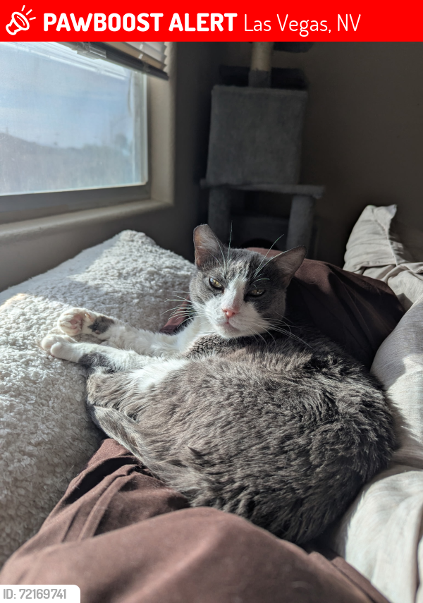 Las Vegas, NV Lost Female Cat, Smokey Is Missing | PawBoost