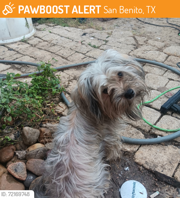San Benito, TX Stray Male Dog Found Near Csm Ruben Vela | PawBoost