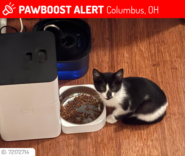 Columbus, OH Lost Female Cat, Oreo Is Missing | PawBoost