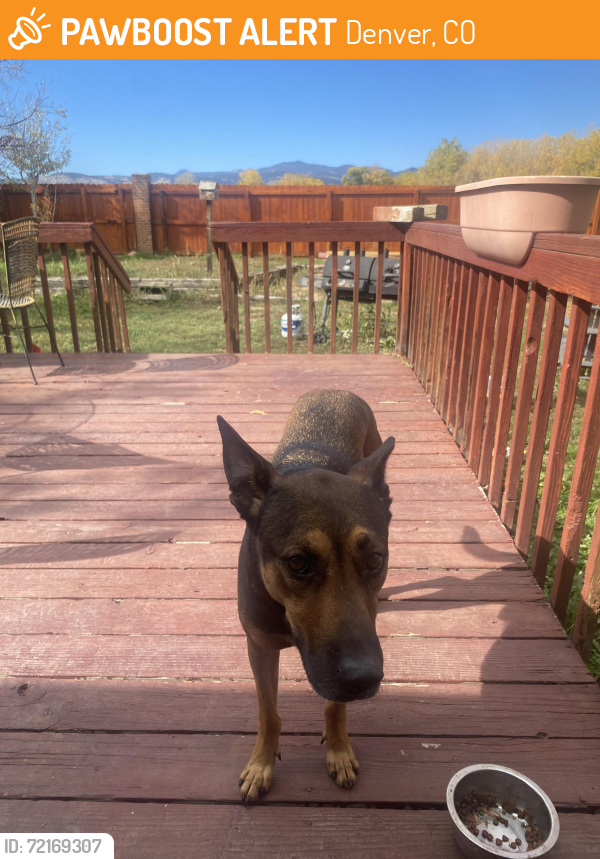 Denver, CO Stray Male Dog Found Near Mississippi and Quivas | PawBoost