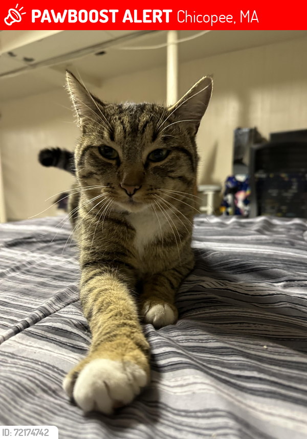 Chicopee, MA Lost Male Cat, Toby Is Missing | PawBoost