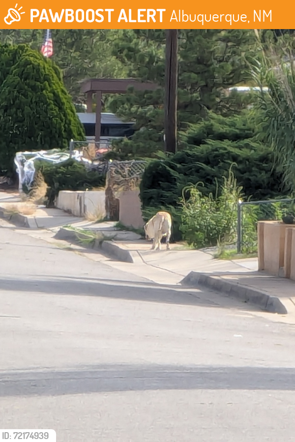 Albuquerque, NM Stray Male Dog Found Near Moon/Woodland | PawBoost