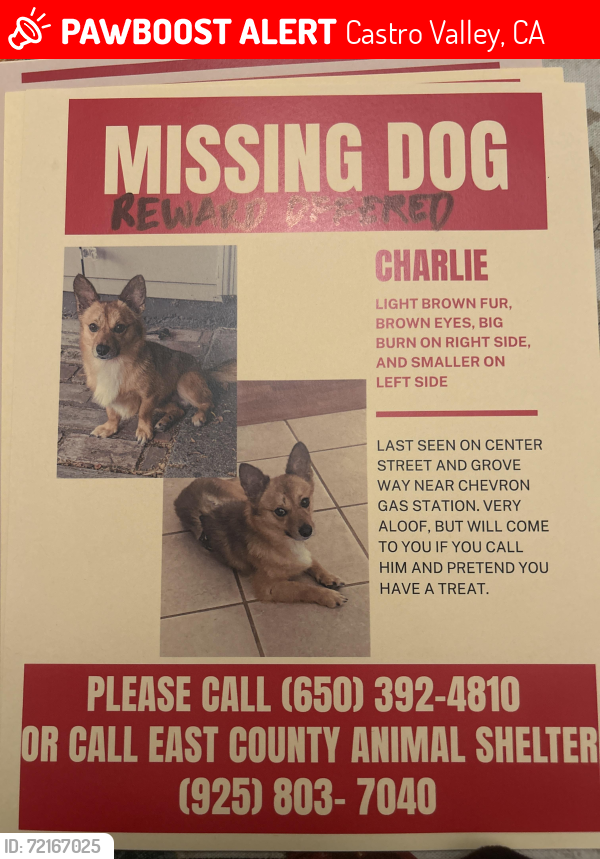 Castro Valley, CA Lost Male Dog, Charlie Is Missing | PawBoost