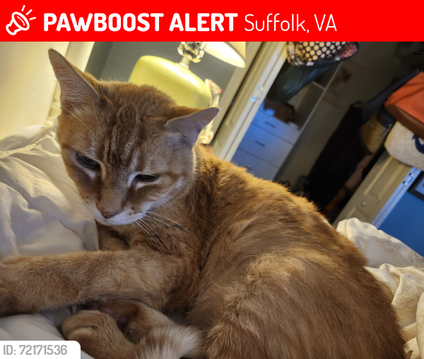 Suffolk, VA Lost Male Cat, Silas Is Missing | PawBoost