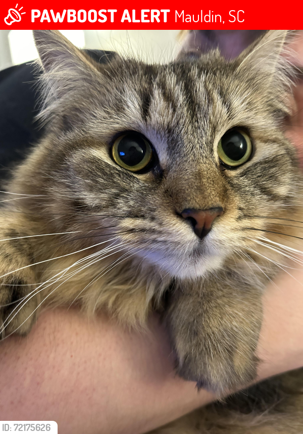 Mauldin, SC Lost Male Cat, Pippin Is Missing | PawBoost