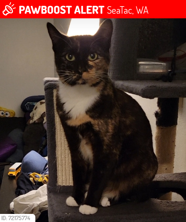 SeaTac, WA Lost Female Cat, Osama Is Missing | PawBoost
