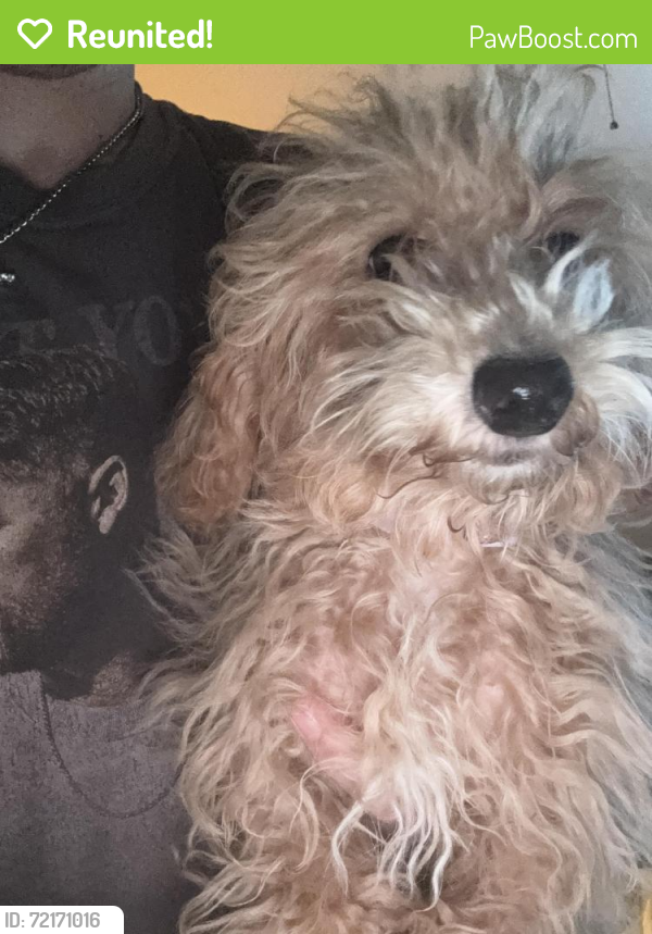 Reunited Female Dog in St. Louis, MO 63129 (ID: 72171016) | PawBoost