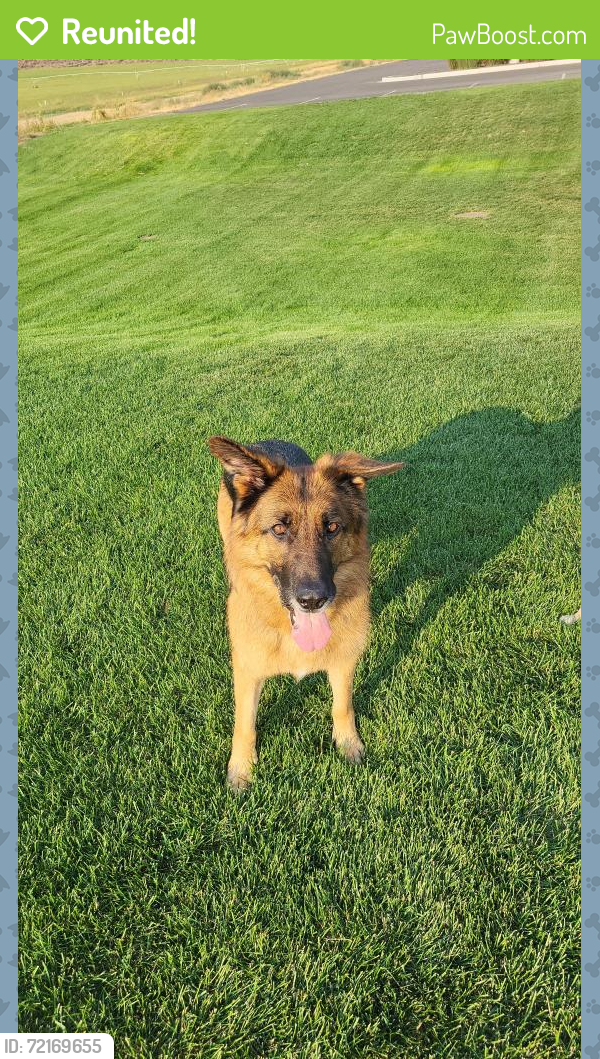 Reunited Male Dog in Granger, WA 98932 (ID: 72169655) | PawBoost