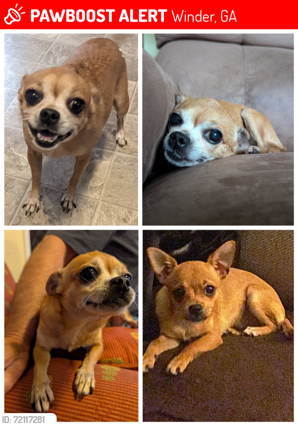 Winder, GA Lost Female Dog, Doodah Is Missing | PawBoost
