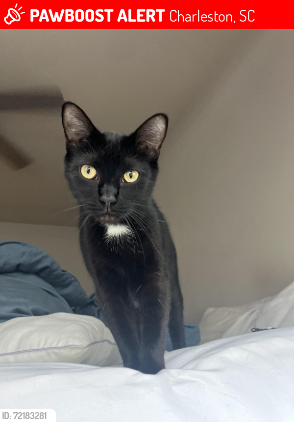 Charleston, SC Lost Male Cat, Loki Is Missing | PawBoost
