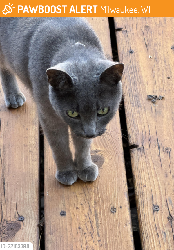 Milwaukee, WI Stray Cat Found Near E Manitoba St | PawBoost
