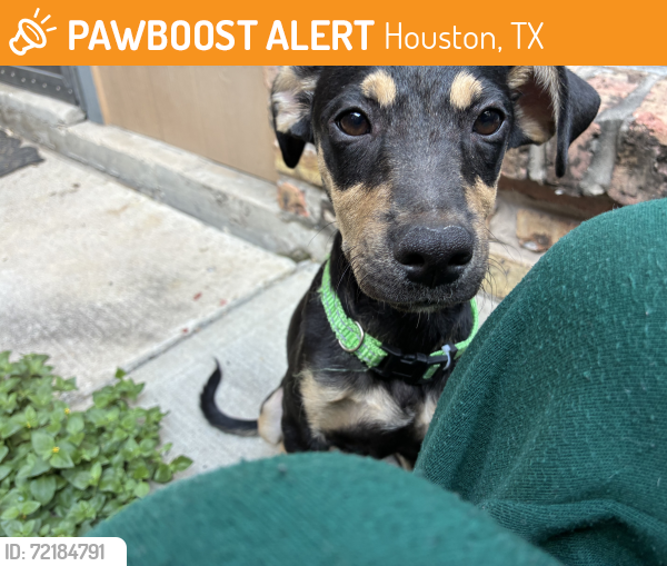 Houston, TX Stray Male Dog Found Near West Greenridge drive and skyline ...