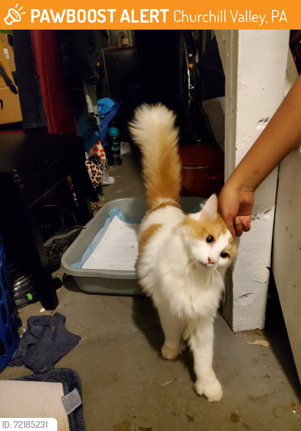 Churchill Valley, PA Stray Male Cat Found Near Duff Community Park ...