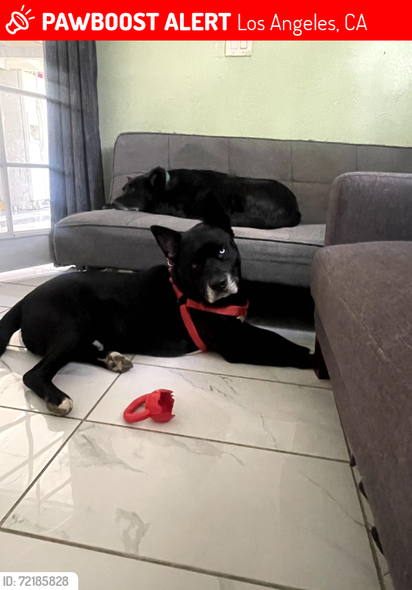 Los Angeles, CA Lost Male Dog, Megatron Is Missing | PawBoost
