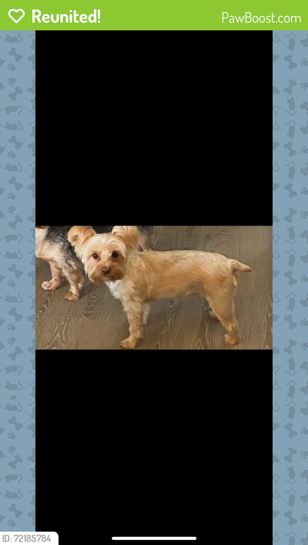 Reunited Female Dog in Santa Rosa Beach, FL 32459 (ID: 72185784) | PawBoost