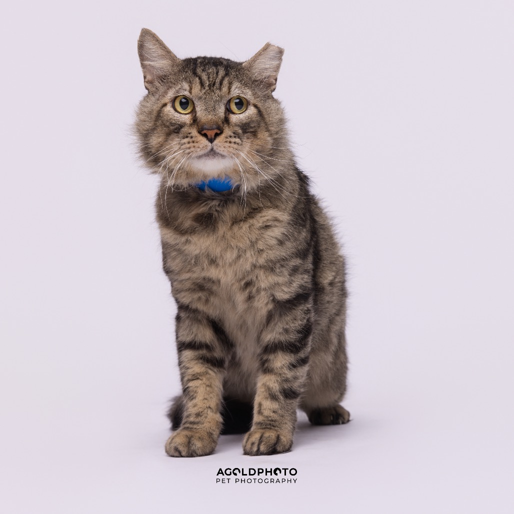 Shelter Removed Male Cat in Tampa, FL 33607 (ID: 72051692) | PawBoost