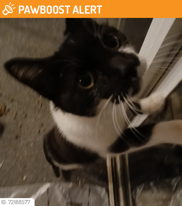 Jackson Township, OH Stray Cat Found Near North Canton | PawBoost