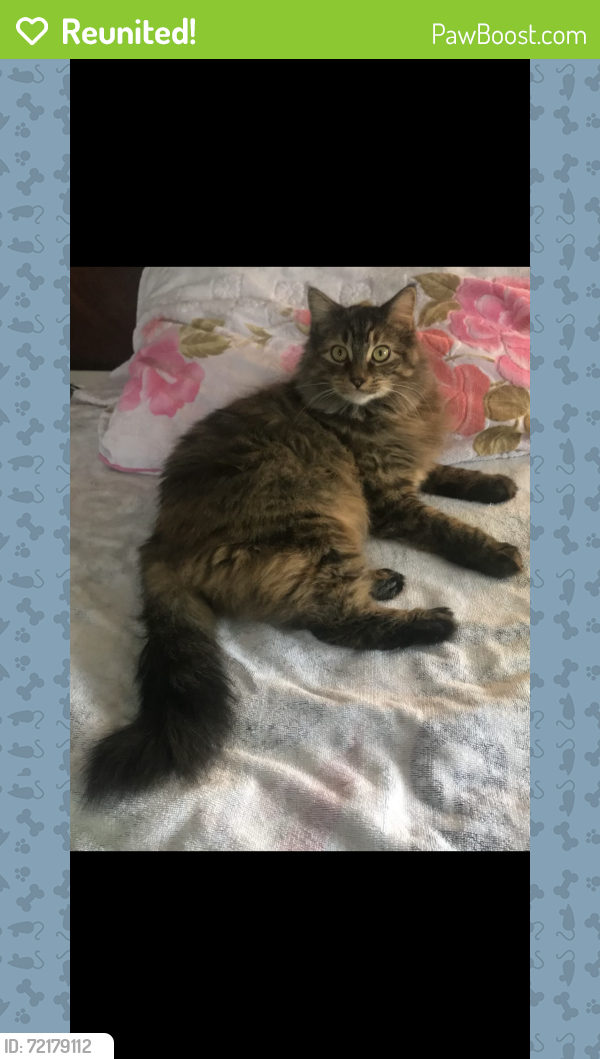 Reunited Female Cat in Buffalo, NY 14226 (ID: 72179112) | PawBoost