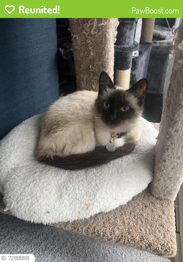 Reunited Female Cat in Eau Claire, WI 54703 (ID: 72188891) | PawBoost