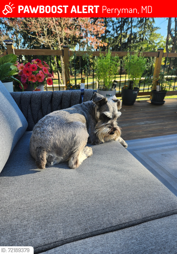 Perryman, MD Lost Male Dog, Ollie Is Missing | PawBoost