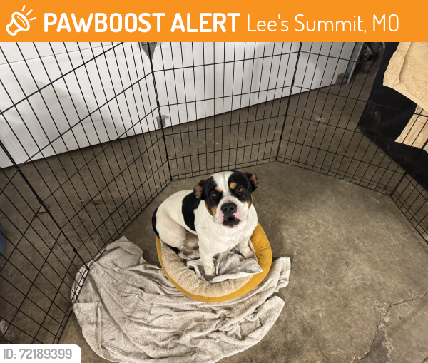 Surrendered Male Dog in Lee's Summit, MO 64081 (ID: 72189399) | PawBoost