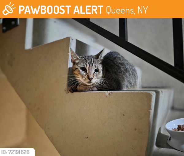 Deceased Cat in Queens, NY 11356 (ID: 72191626) | PawBoost