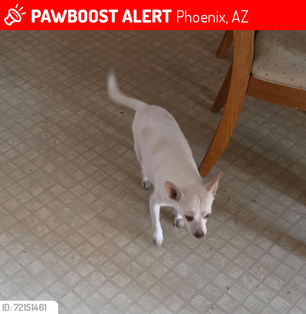 Phoenix, AZ Lost Male Dog, Buddy Is Missing | PawBoost