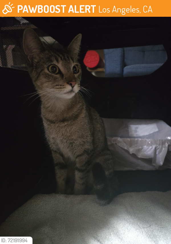 Surrendered Female Cat in Los Angeles, CA 90731 (ID: 72191994) | PawBoost