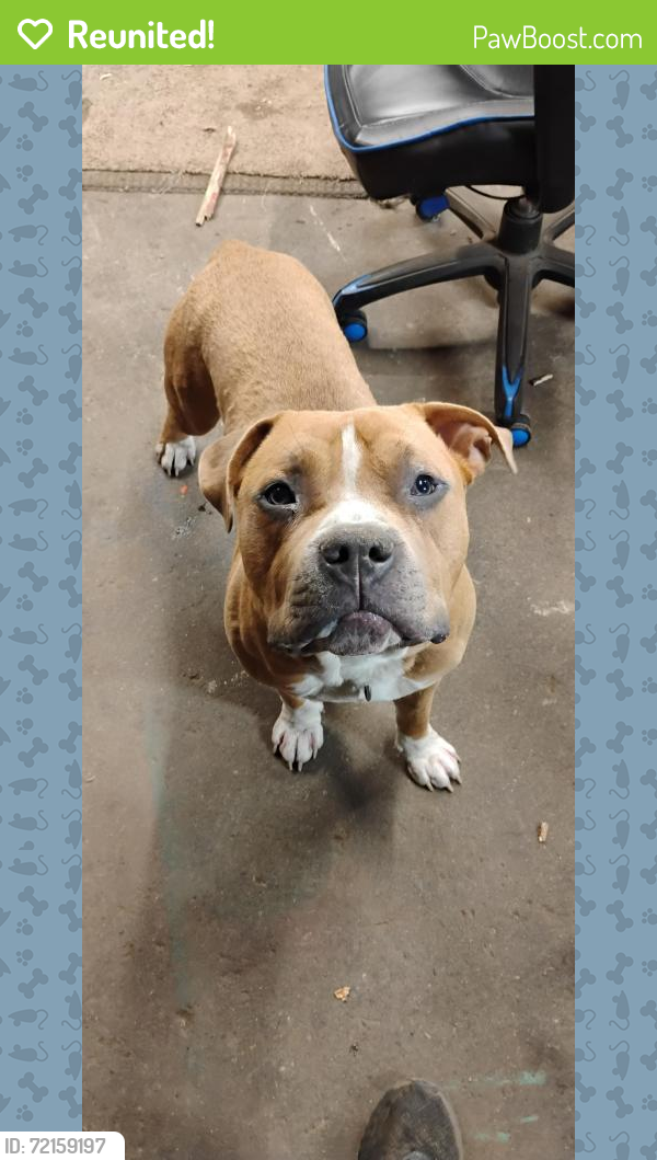 Reunited Male Dog in Spokane, WA 99207 (ID: 72159197) | PawBoost