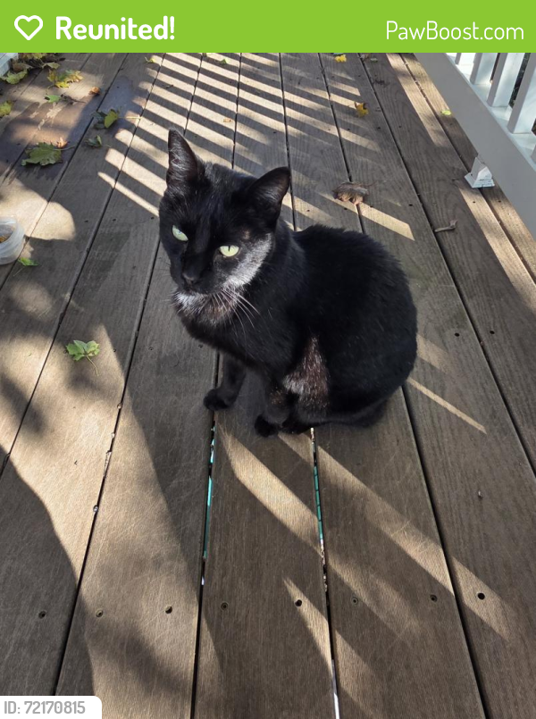Reunited Cat in Canton, OH 44705 (ID: 72170815) | PawBoost
