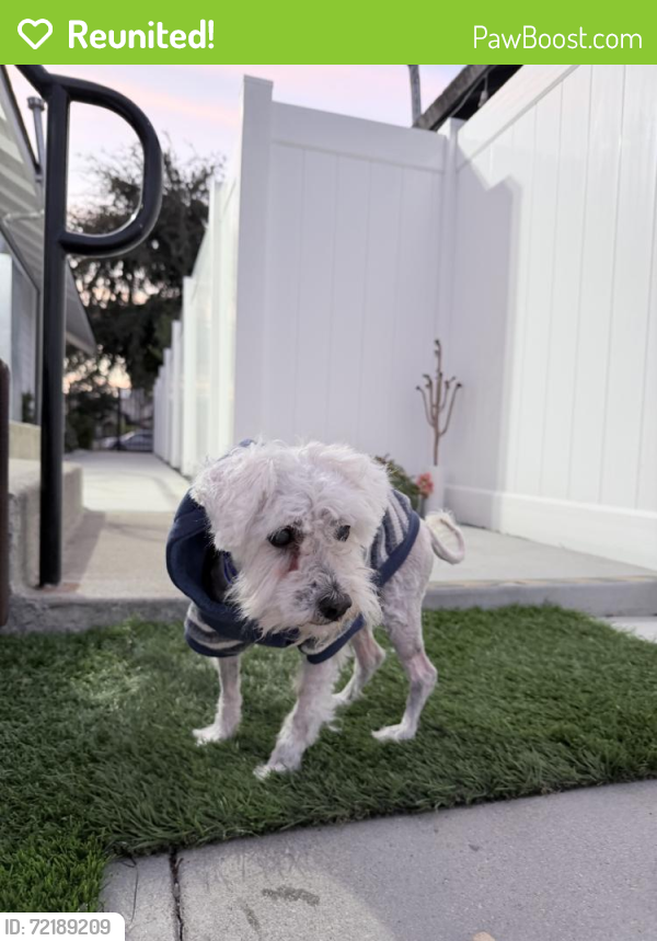 Reunited Male Dog in Azusa, CA 91702 (ID: 72189209) | PawBoost