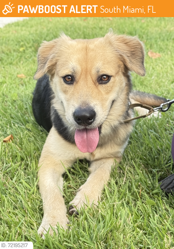 South Miami, FL Stray Male Dog Found Near Inside The Shops at Sunset ...