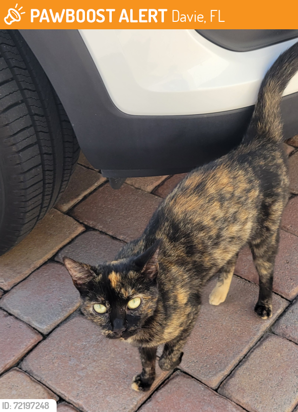 Davie, FL Stray Female Cat Found Near Near e waterford dr | PawBoost