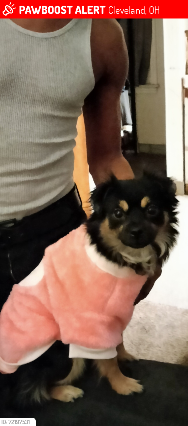 Cleveland, OH Lost Female Dog, Lady Bella Is Missing | PawBoost