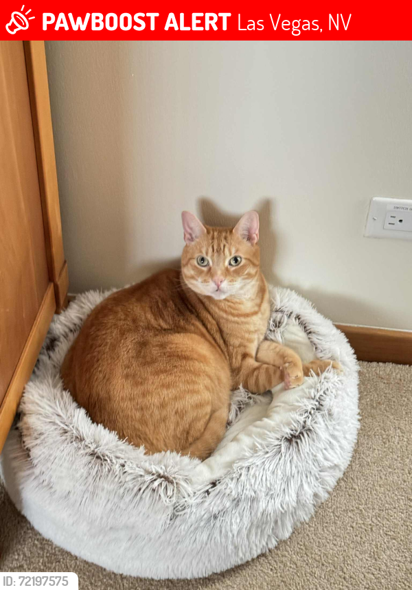 Las Vegas, NV Lost Male Cat, Red Is Missing | PawBoost