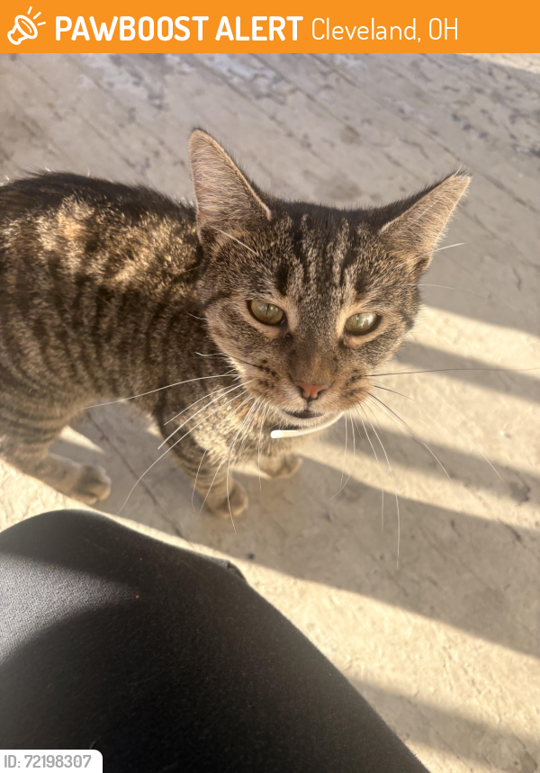 Cleveland, OH Stray Cat Found Near mapledale ave, w 36th st | PawBoost