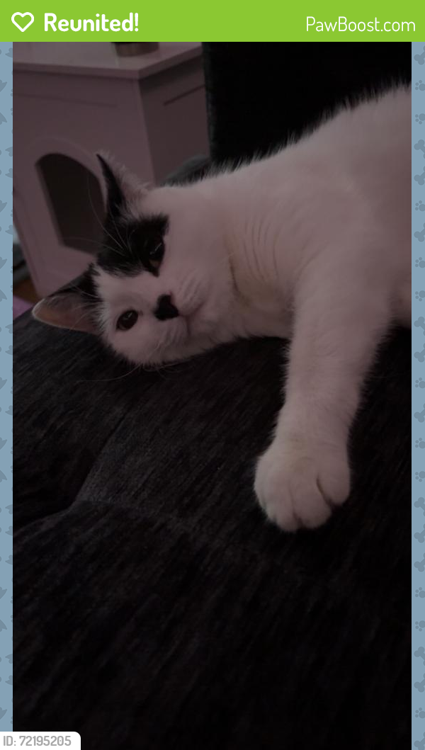 Reunited Male Cat in Auburn, ME 04210 (ID: 72195205) | PawBoost