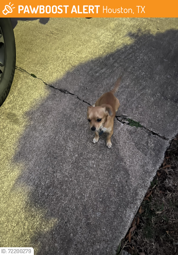Houston, TX Stray Dog Found Near S post oak | PawBoost