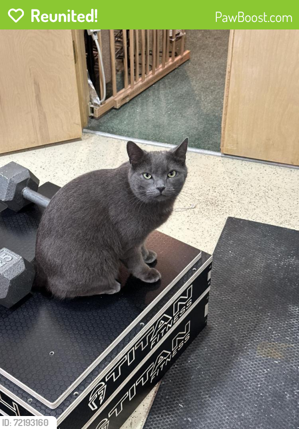 Reunited Male Cat in Lodi Township, MI 48176 (ID: 72193160) | PawBoost