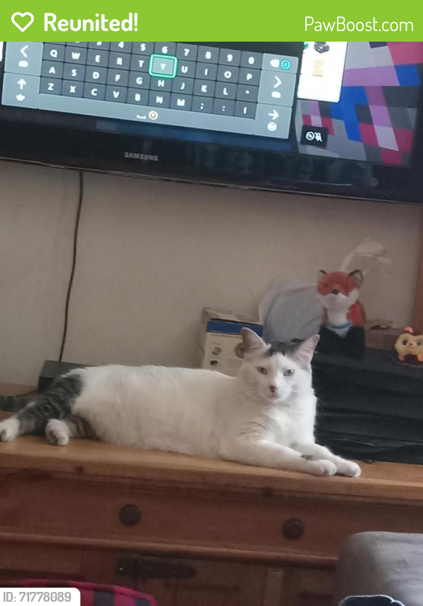 Reunited Male Cat in Meridian, ID 83642 (ID: 71778089) | PawBoost