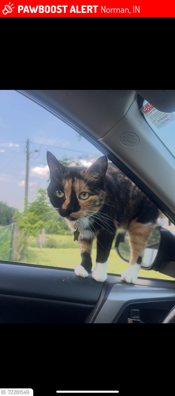 Norman, IN Lost Female Cat, Violet Is Missing | PawBoost