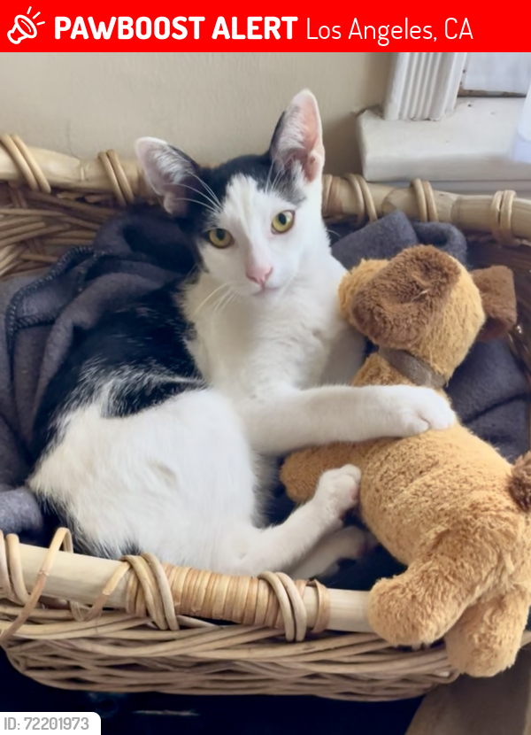 Los Angeles, CA Lost Male Cat, Fenny Is Missing | PawBoost
